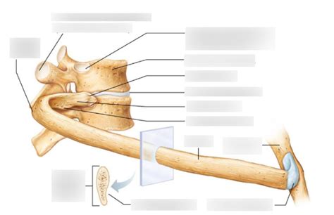 Rib Structure Diagram Quizlet