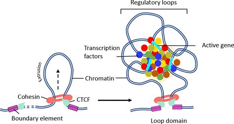 Nucleosome Structure Of Chromatin