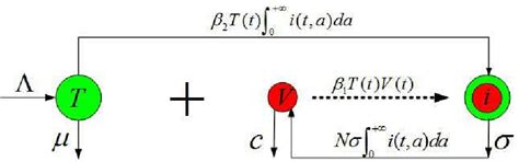 Figure 1 From Bifurcation Analysis Of An Age Structured Hiv Infection Model With Both Virus To
