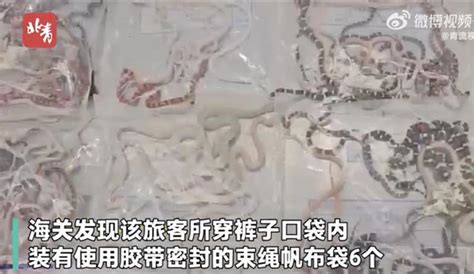 狂男「104條活蛇塞口袋」闖關入境！驚悚畫面曝光 陸網全看傻