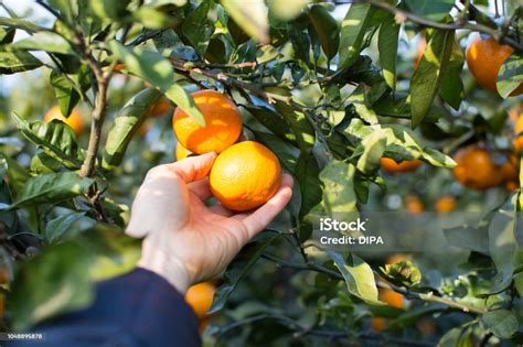 손으로 개최 건강 한 신선한 과일 과일 나무에서 매달려입니다 건강 영양 다이어트 케어입니다 자연 음식입니다 건강 한 유기 재배 과일입니다 잘 익은 오렌지 과일 따기 따기에