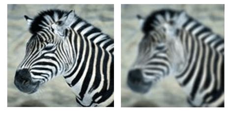 Image Before And After Blur Download Scientific Diagram