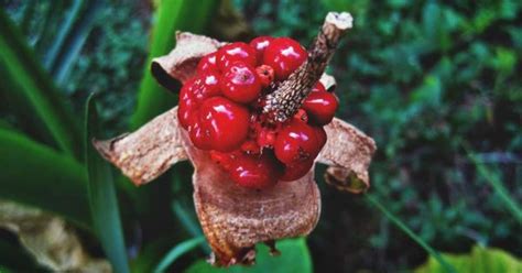 Seed Stratification A Comprehensive Guide To This Seed Germination Trick