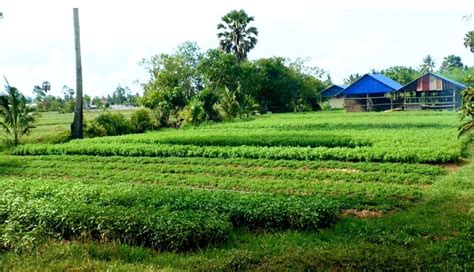 Msjtv News ប្រជាកសិករនៅភូមិបុស្សត្របែក ស្ថិតនៅក្នុងឃុំត្រពាំងព្រីង ស្រុកទឹកឈូ ខេត្តកំពត