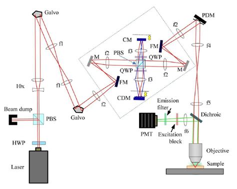 Schematic Of A Two Photon Microscope With Pupil Ao And Conjugate Ao Download Scientific