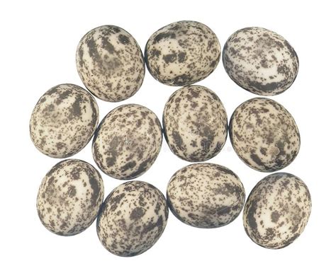 Eggs Of Cypress Silk Moth Or Greek Silk Moth Pachypasa Otus Stock