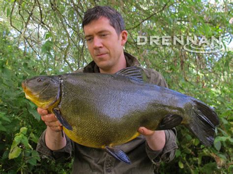 Neill Stephens Huge Tench Drennan International