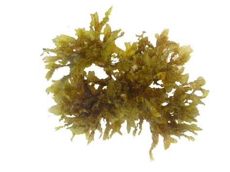 Standard Note Algae And Its Economical Importance Standard Note Algae And Its Economical Importance