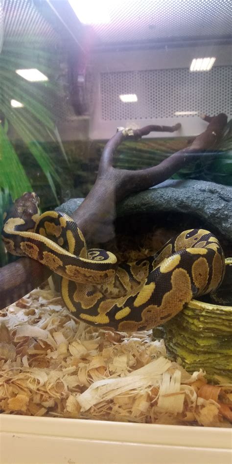 Ball Python Petsmart