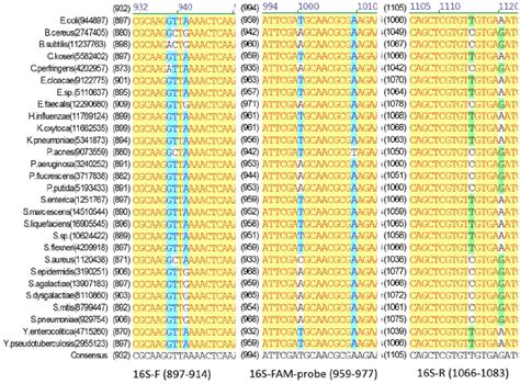 Multiple Sequence Alignment Of The Universal 16s Primers And Probes