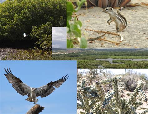 Flora Y Fauna De Bcs Aparecerá En Cachitos De La Lotería Nacional Hoy Bcs