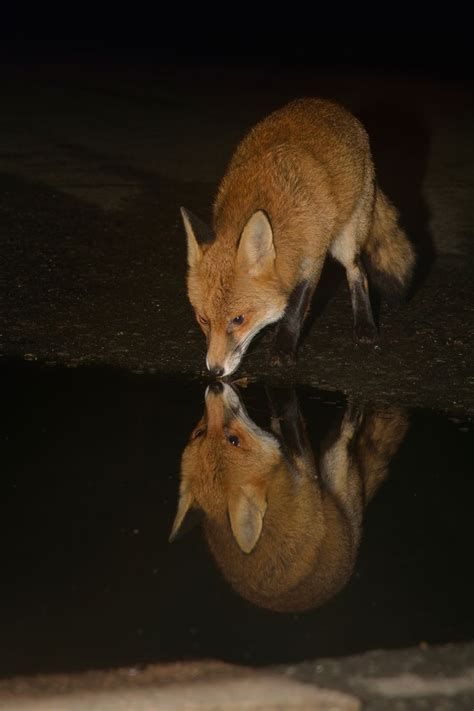 Urban Fox | Fox, Cute animal photos, Mammals