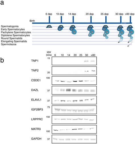 Tnp Mrna Associated Proteins Are Expressed Early In Mouse Testis Download Scientific Diagram