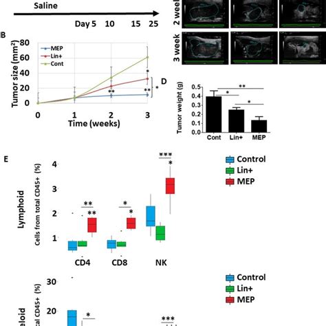 Megakaryocyte Erythroid Progenitors Directly Directly Induce Tumor Cell Download Scientific