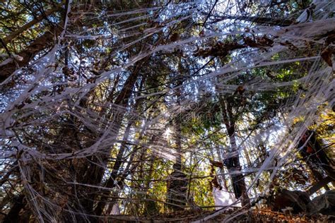 Large Pieces Of Cobweb Between Trees View From Below Stock Photo Image Of View Large 138401432