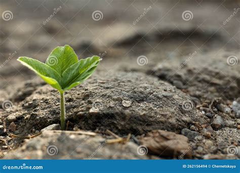 Green Seedling Growing In Dry Soil Space For Text Hope Concept Stock