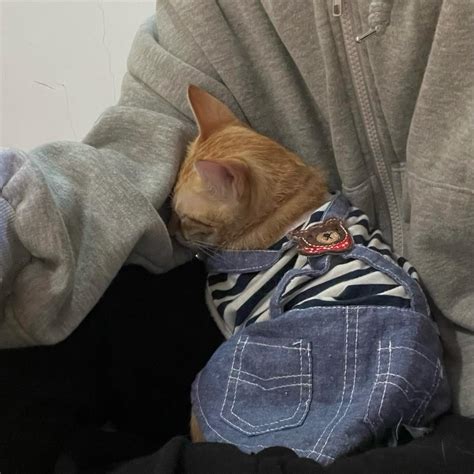 到底要怎麼讓貓咪不要這麼黏人 拜託 認真問 她不抱抱不睡覺 但抱了會舔我臉（她死要貼臉） 很痛 所以我不想抱 但不抱她可以叫整晚 吵到不用睡