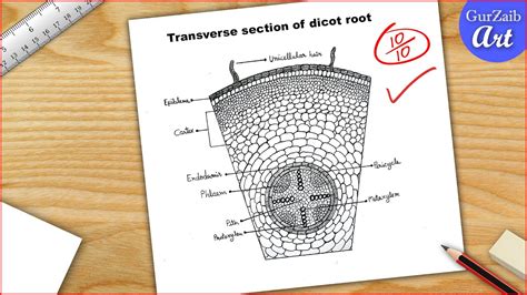 Dicot Root Diagram Drawing Easy Step By Step YouTube