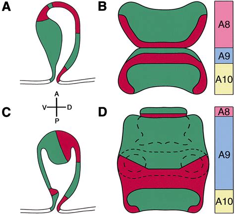 The Sex Determination Gene Doublesex Regulates The A P Organizer To Direct Sex Specific Patterns