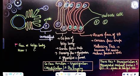Sania Bhat On Linkedin Cis And Trans Face Of Golgi Complex