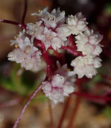 Small Seeded Dodder Small Seeded Alfalfa Dodder Red Dodder Strangle Weed Dodder Alfalfa