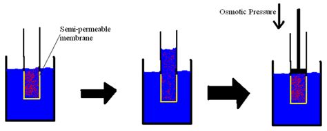 Osmotic Pressure Introduction To Chemistry