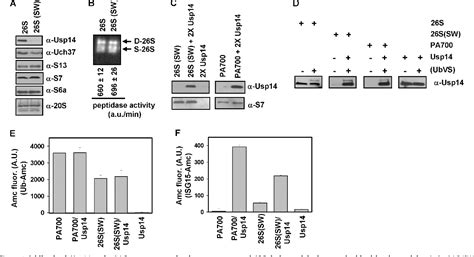 Figure 4 From The Lysine 48 And Lysine 63 Ubiquitin Conjugates Are