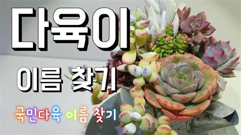 국민다육이 이름 찾기 보시며 이름 모르는 내 다육이 이름도 찾아주세요~ 다육이를부탁해 Youtube