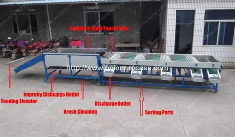 Automatic Onion Selecting Cleaning And Sorting Machine Onion Peeling Machine Onion Dicing