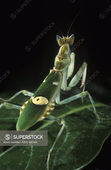 Indian Flower Mantis Creobroter Meleagris On Leaf Native To India Superstock