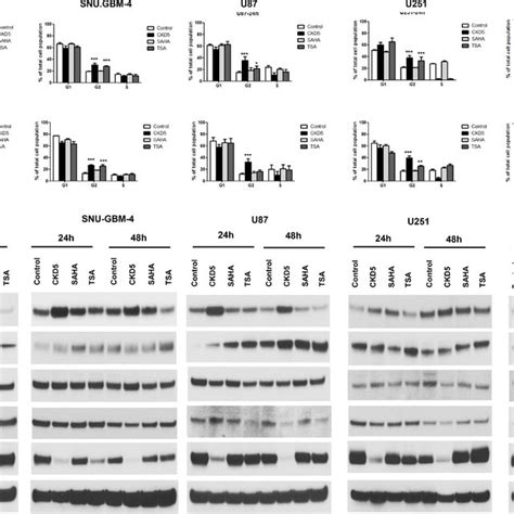 Cell Cycle Analysis And Expression Of Cell Cycle Regulators Cell Cycle Download Scientific