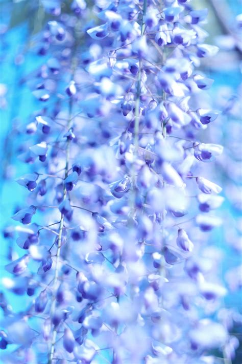 배경 화면 일본 분기 푸른 도쿄 후지 필름 등나무 꽃잎 후진 엑스 Xf56mmf12r Xf56mm Xt1