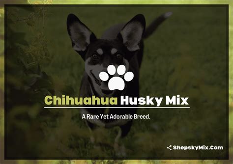 Chihuahua Husky Mix A Rare Yet Adorable Breed • Shepskymix