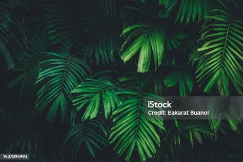 야자수 잎과 열대 녹색 그림자 추상적인 자연 배경 어두운 색조 0명에 대한 스톡 사진 및 기타 이미지 0명 관목 그림자 Istock