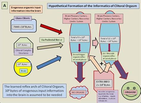 H Ümit Sayın Doors of Female Orgasmic Consciousness New Theories on the Peak Experience and