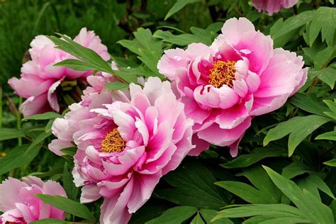 Peony 아름다운 꽃 사진 분홍모란 꽃