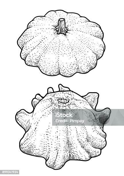 스쿼시 일러스트 레이 션 드로잉 조각 잉크 라인 아트 벡터 가리비 가리비에 대한 스톡 벡터 아트 및 기타 이미지 가리비 가을 거친 Istock