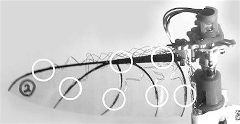 Wind Sensing By Biomimetic Flexible Flapping Wing With Strain S