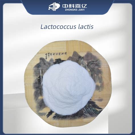 Food Grade Lactococcus Lactis Probiotic Strain For Immune Function China Probiotic Immune
