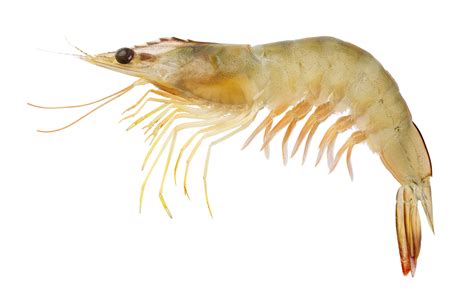 Fulchers Brand White Shrimp Fulchers Seafood