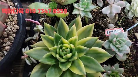 백마다육 라방 색금 창금 금다육 명품창 다육이 힐링♡ Youtube