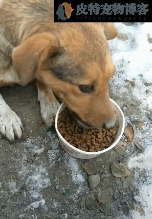 怎么训练狗狗上厕所在固定的地方建立犬类定点排便习惯的训练技巧 皮特宠物博客 宠物知识百科