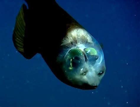 頭が透明スケスケな深海魚デメニギスの写真と動画 アトエクサ