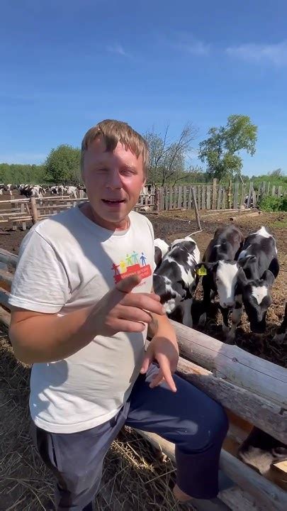 КАК ПРАВИЛЬНО ИСПОЛЬЗОВАТЬ НАВОЗ В КАЧЕСТВЕ УДОБРЕНИЯ сад огород дача деревня теплица