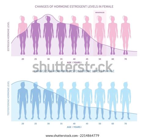 Male Testosterone Hormone Level Sex Benign Stock Vector Royalty Free Shutterstock