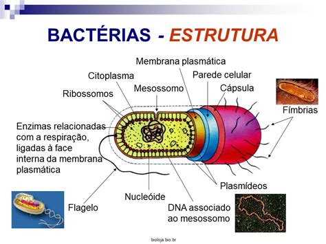 Bactérias Bioloja