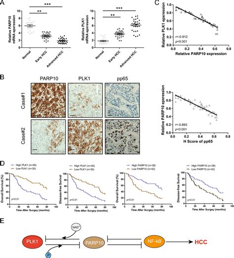 Inverse Correlation Between Parp10 And Plk1 Or Pp65 Expression In Human