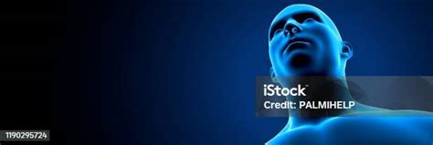 정면 뷰 측면 뷰 및 원근 뷰 3d 렌더링 건강관리와 의술에 대한 스톡 사진 및 기타 이미지 건강관리와 의술 과학 근육 Istock