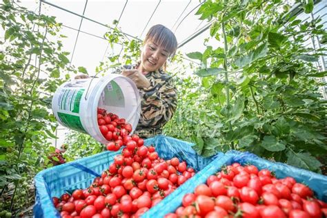 河北平乡：大棚蔬果喜丰收 人民图片网