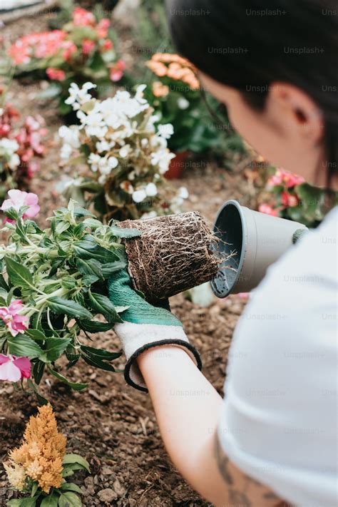 흰 셔츠를 입은 여자가 식물을 들고 있다 사진 Unsplash의 원예 이미지
